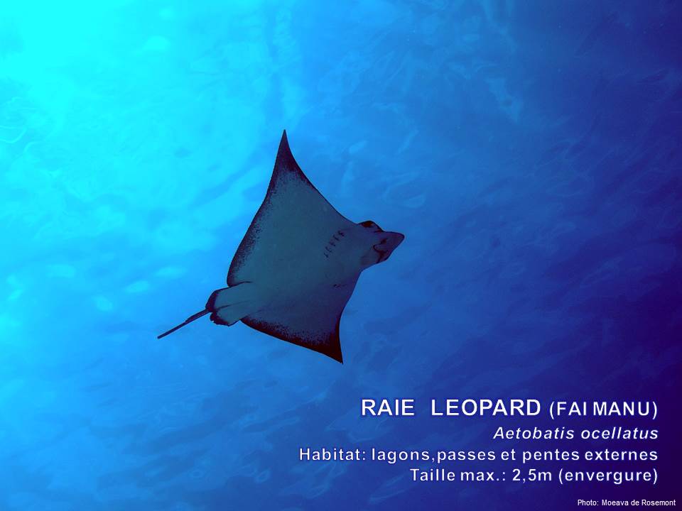 Observatoire des requins de Polynesie – Les raies observées