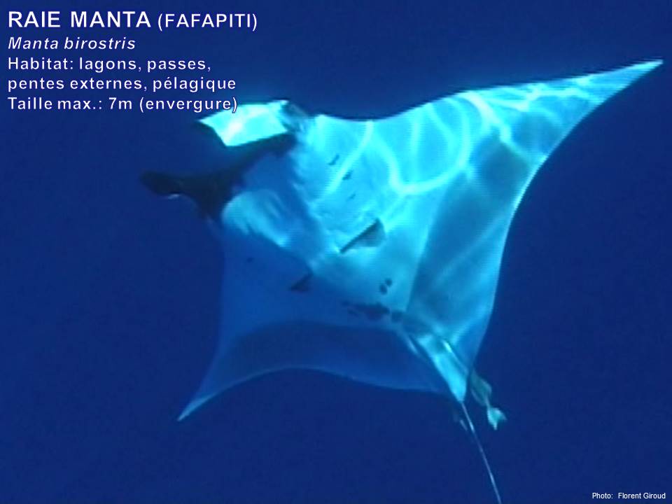 Observatoire des requins de Polynesie – Les raies observées