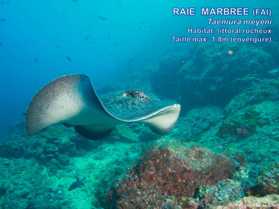 Observatoire des requins de Polynesie – Les raies observées
