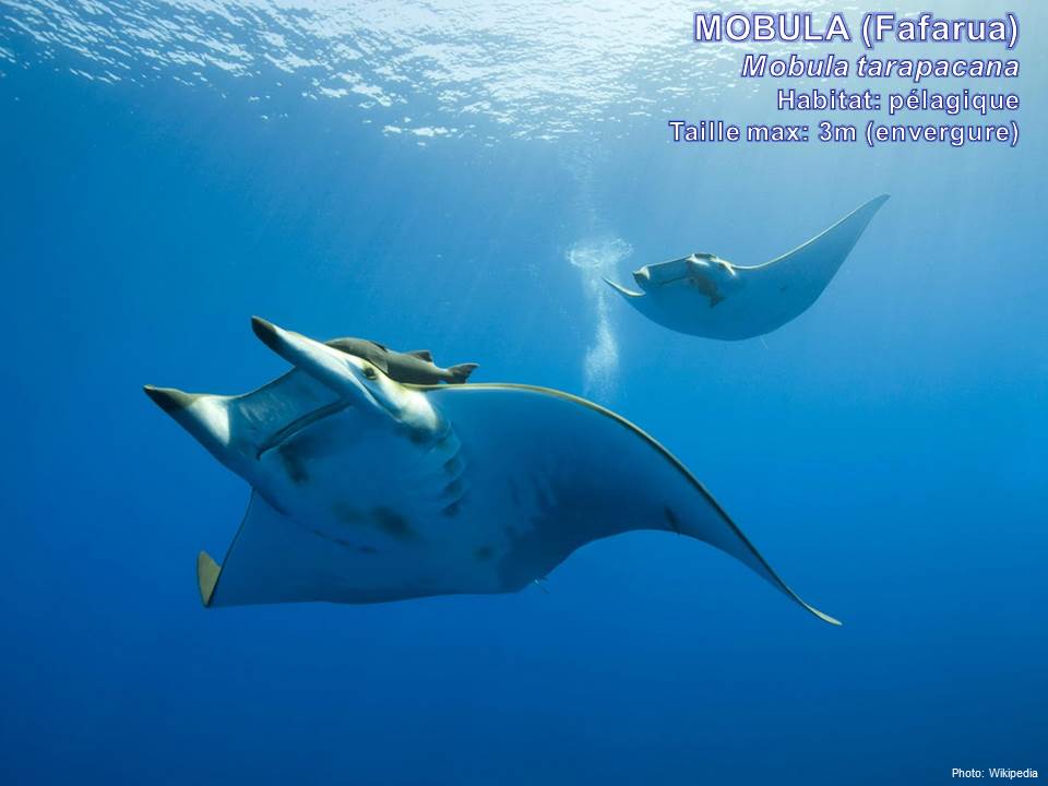 Observatoire des requins de Polynesie – Les raies observées
