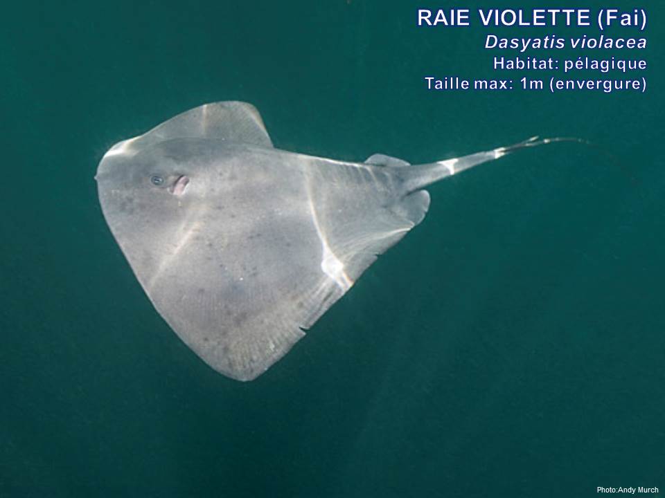 Observatoire des requins de Polynesie – Les raies observées