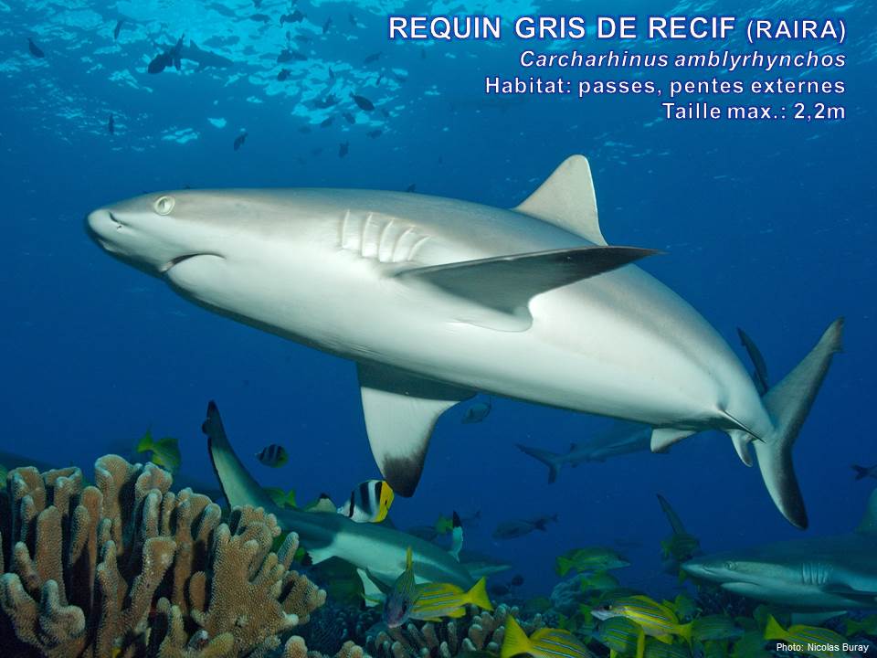 Observatoire des requins de Polynesie – Les requins observés
